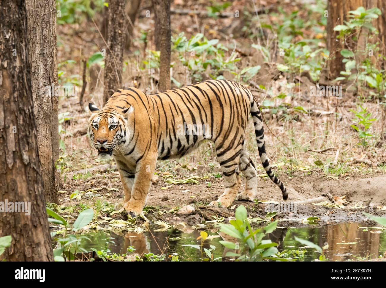 A female tigress walking inside her territory in Pench National Park ...