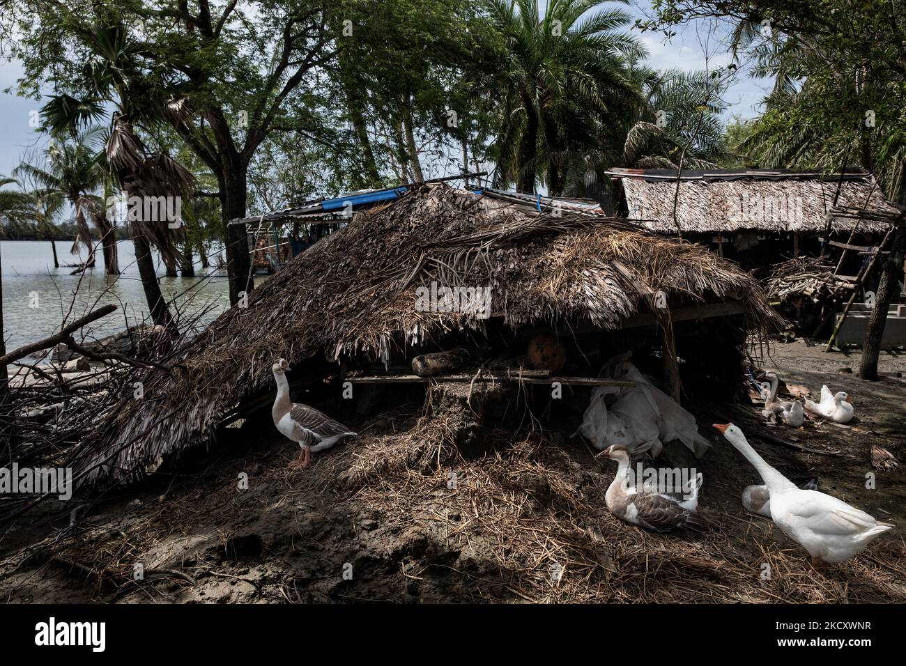 A landscape of Shatkhira- after being hit by the recent cyclon Amphan ...