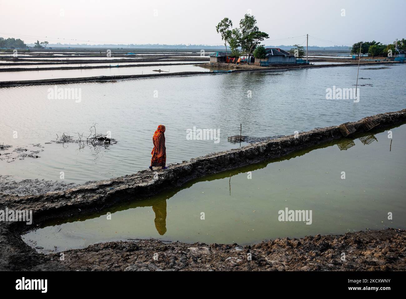 A woman walks on the isle of shrimp farms in shatkhira, Bangladesh ...