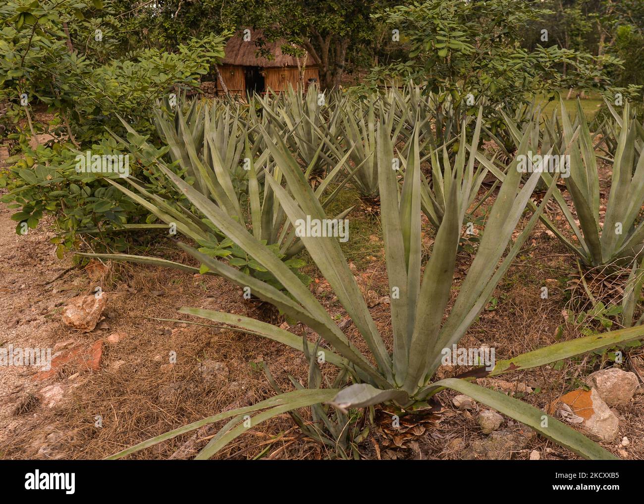A field of henequen plants inside the Ecoparque Homúnja next tothe ...