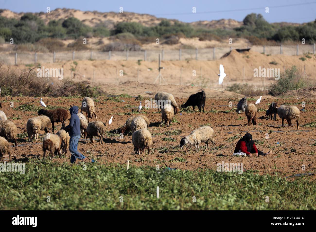 Palestinian farmers work in a field near the fence marking the border ...
