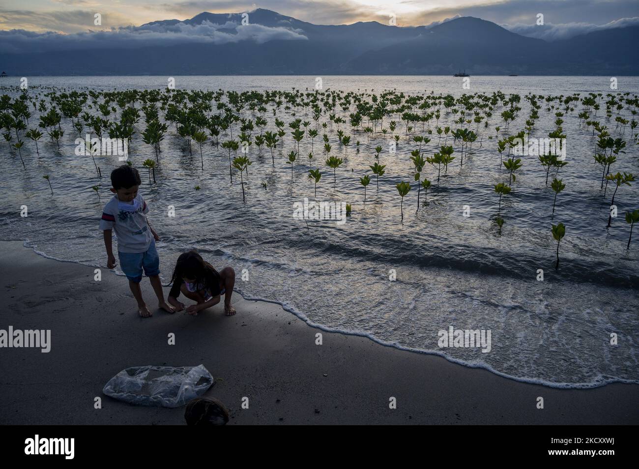 Children play among mangrove trees that are starting to grow as a ...