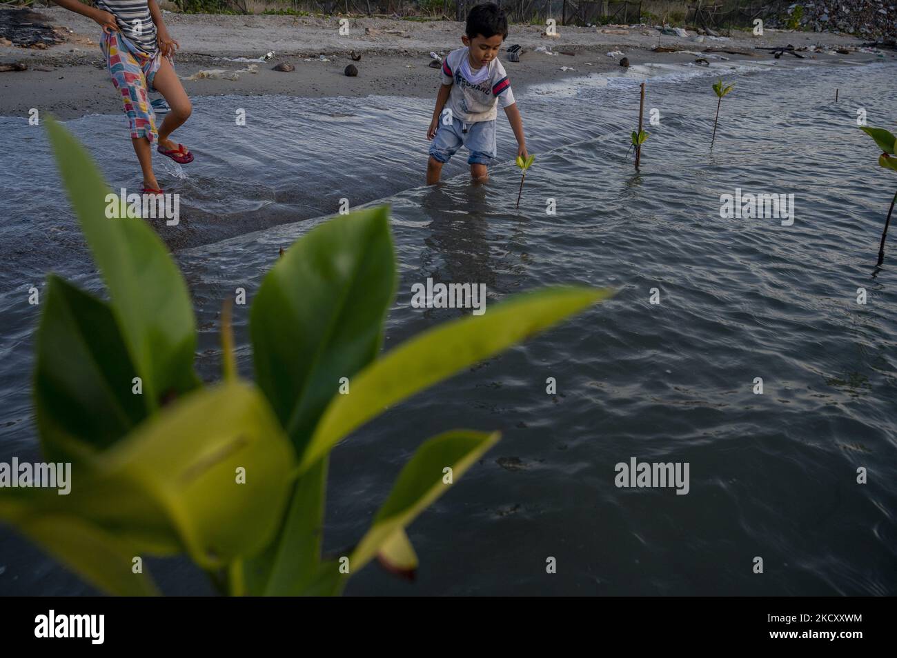 Children play among mangrove trees that are starting to grow as a ...