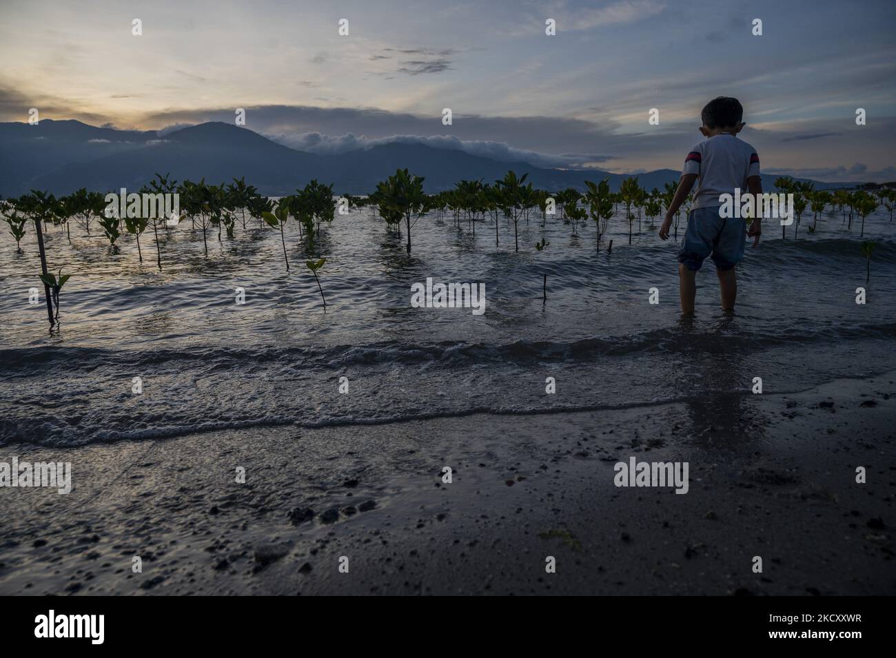 Children play among mangrove trees that are starting to grow as a ...