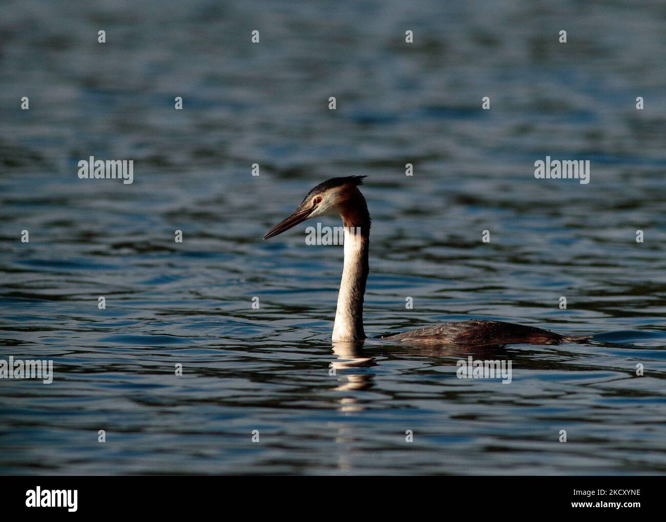 Great Crested Grebe Stock Photo - Alamy