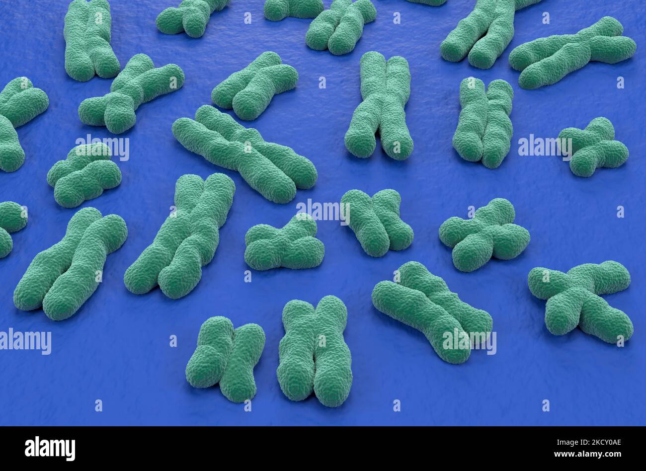 Human chromosomes (23 + X, Y) structures made of protein and a single ...