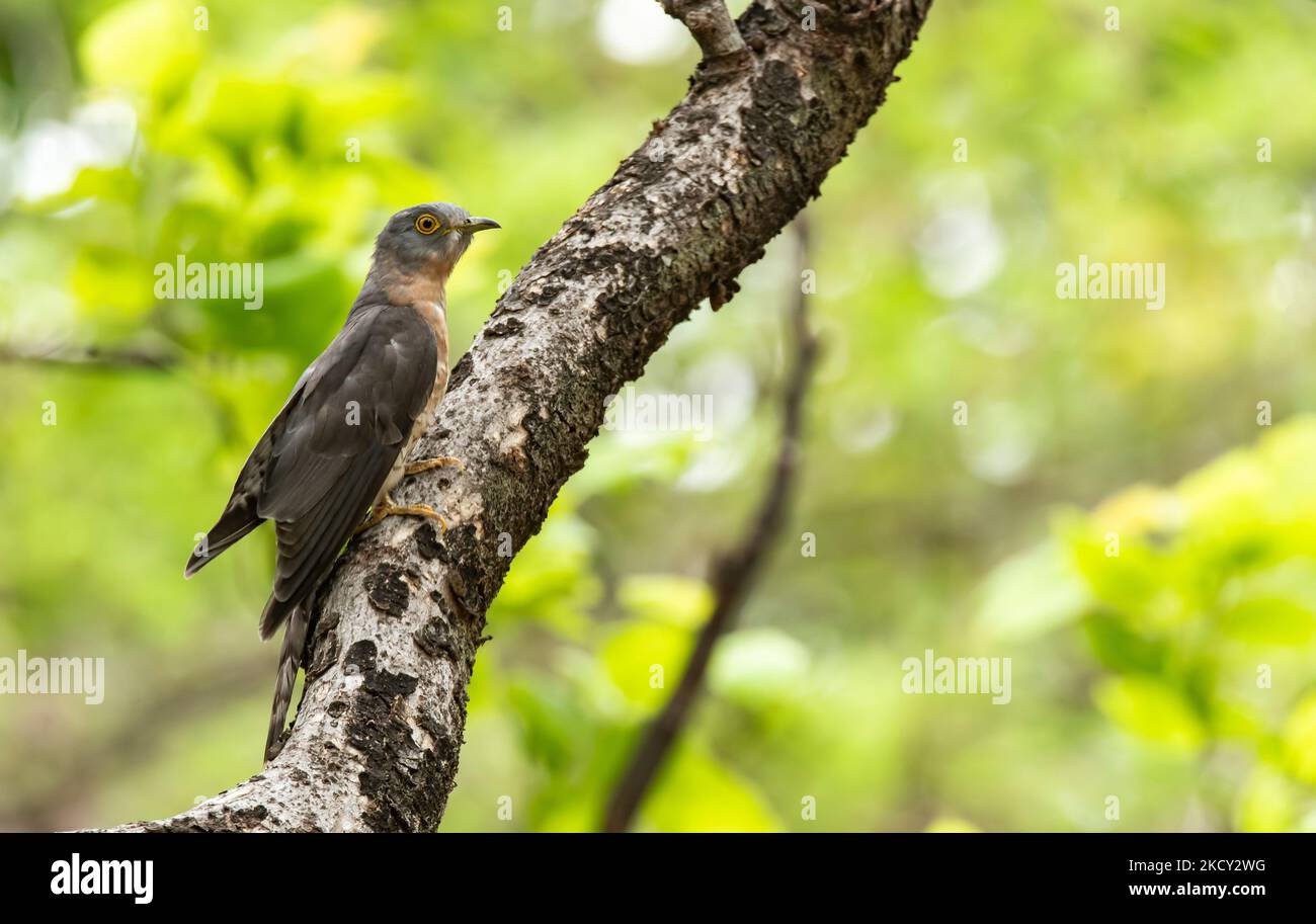 A Common Hawk cuckoo perched on a tree branch inside Pench National ...
