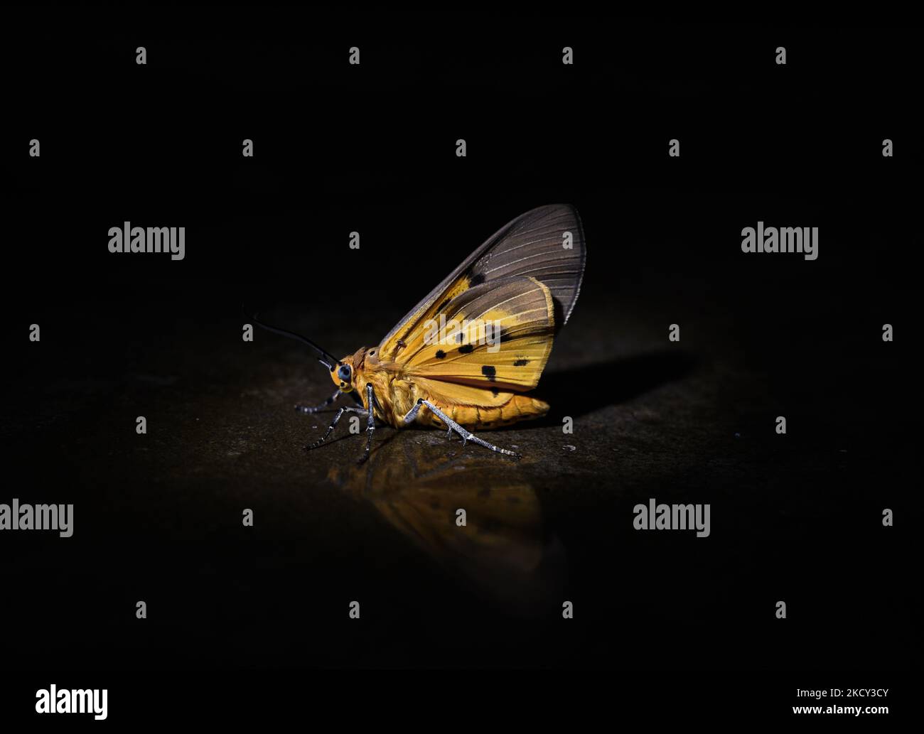 Noctuoid moth hi-res stock photography and images - Alamy