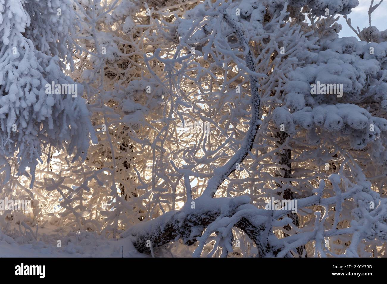 Snow and rime ice on the branches of bushes. Copy space. Beautiful ...