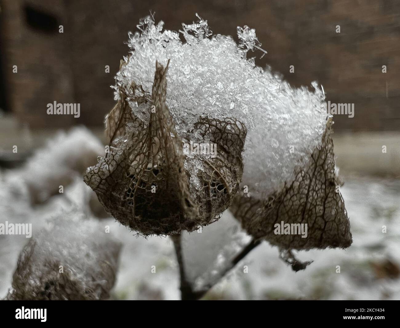 Snow covered plants during a snowfall that left around 5 centimeters ...