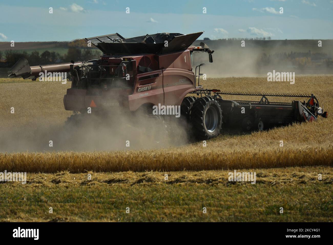Two combine harvesters are cutting grain in a field near Turner Valley ...