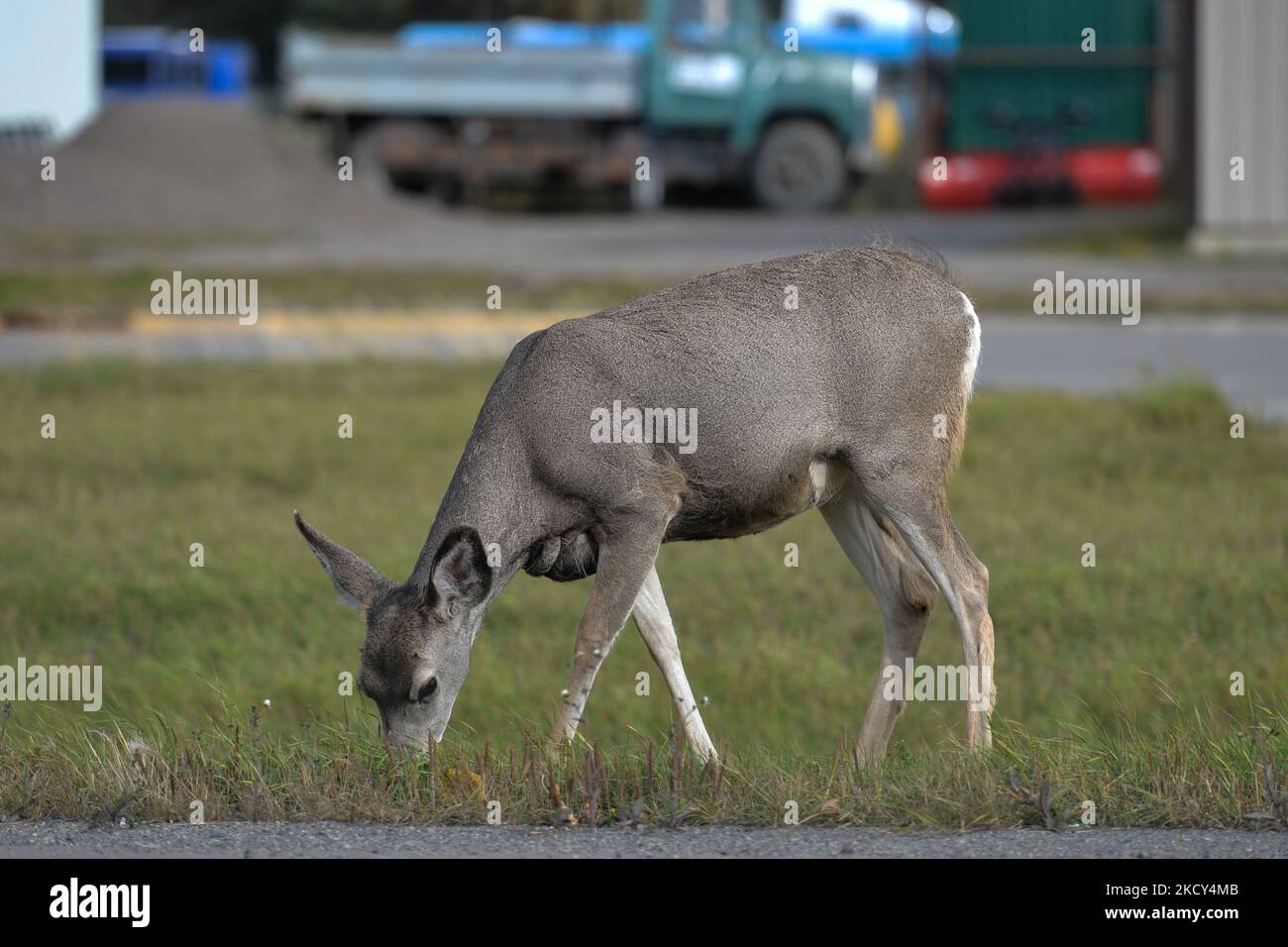 Elkford british columbia hi-res stock photography and images - Alamy