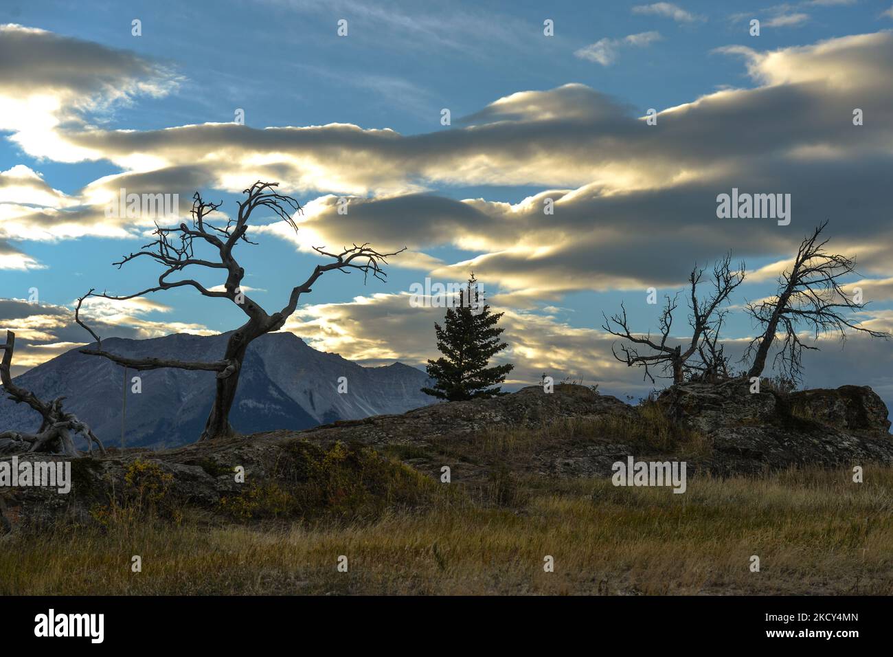 The Burmis Tree, a limber pine located in south western Alberta in ...