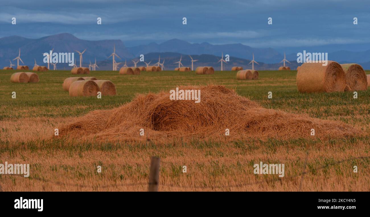 View of wind turbines in a field with large round sheaves of straw in ...