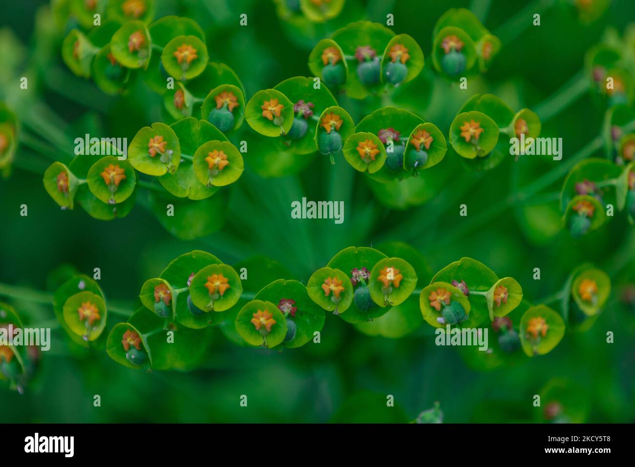 blossom fresh spring flowers in garden at local park Stock Photo - Alamy