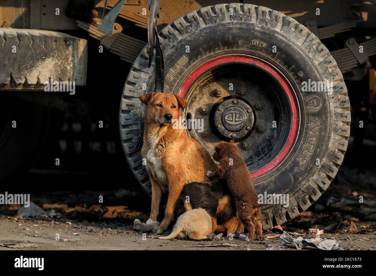 Human puppies hi-res stock photography and images - Alamy
