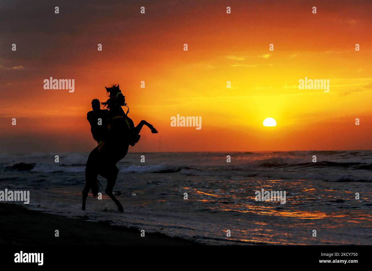 A Palestinian man rides his horse, his horse standing up on hind legs ...