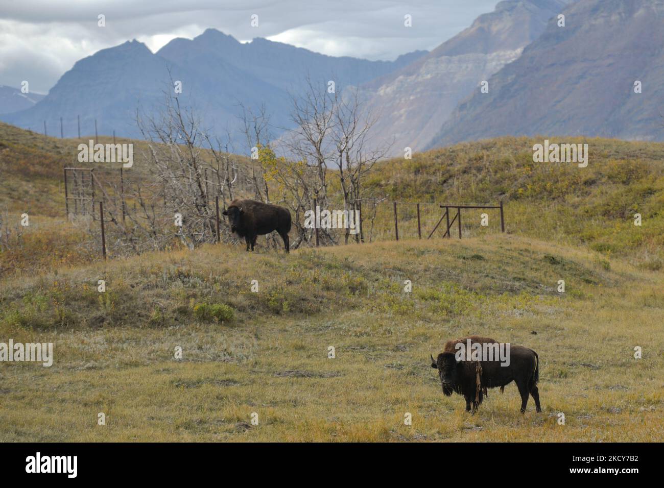 Bison paddock loop road hi-res stock photography and images - Alamy