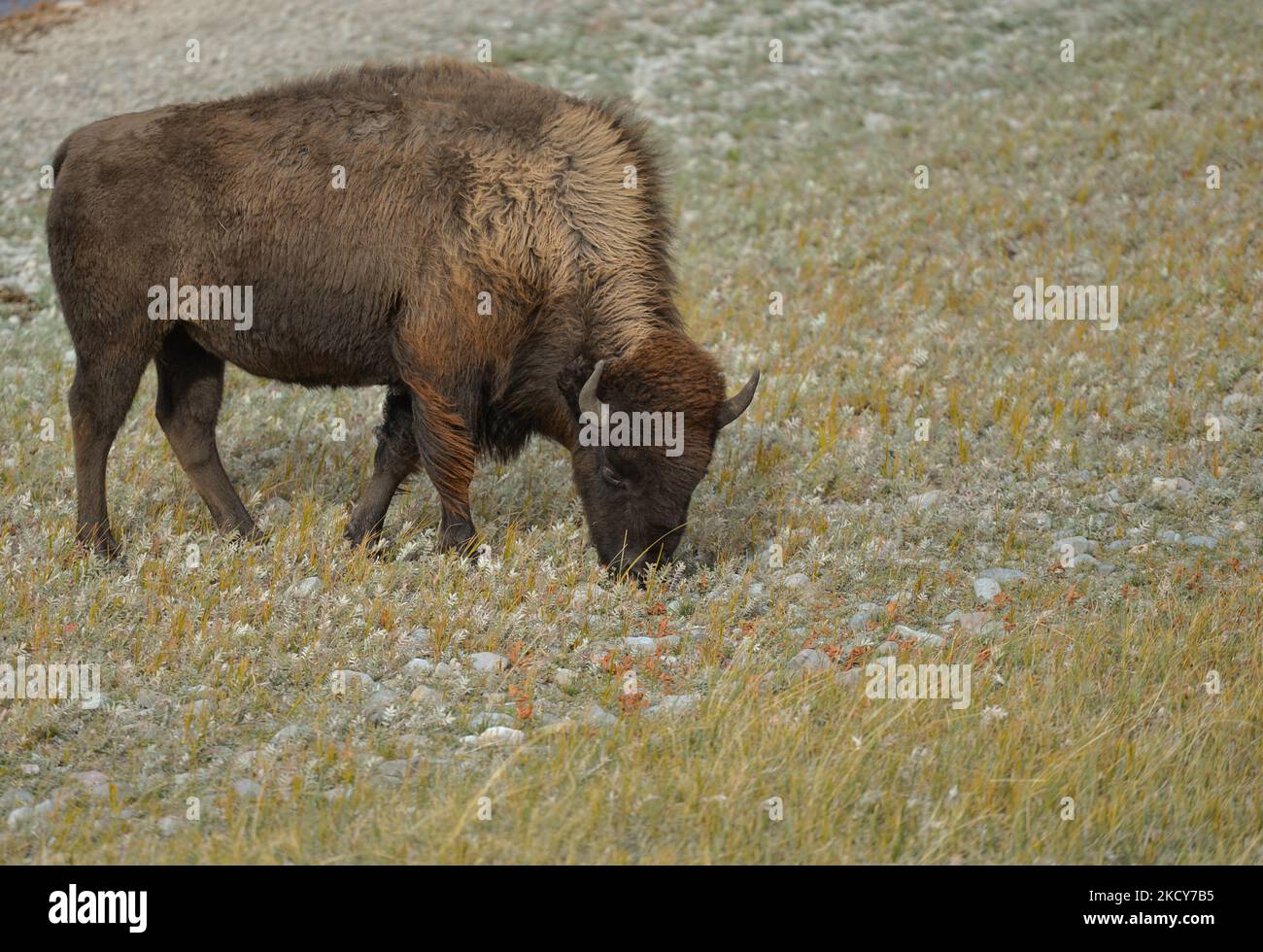 A plain bison inside the Bison Paddock Loop Road, Waterton Lakes ...