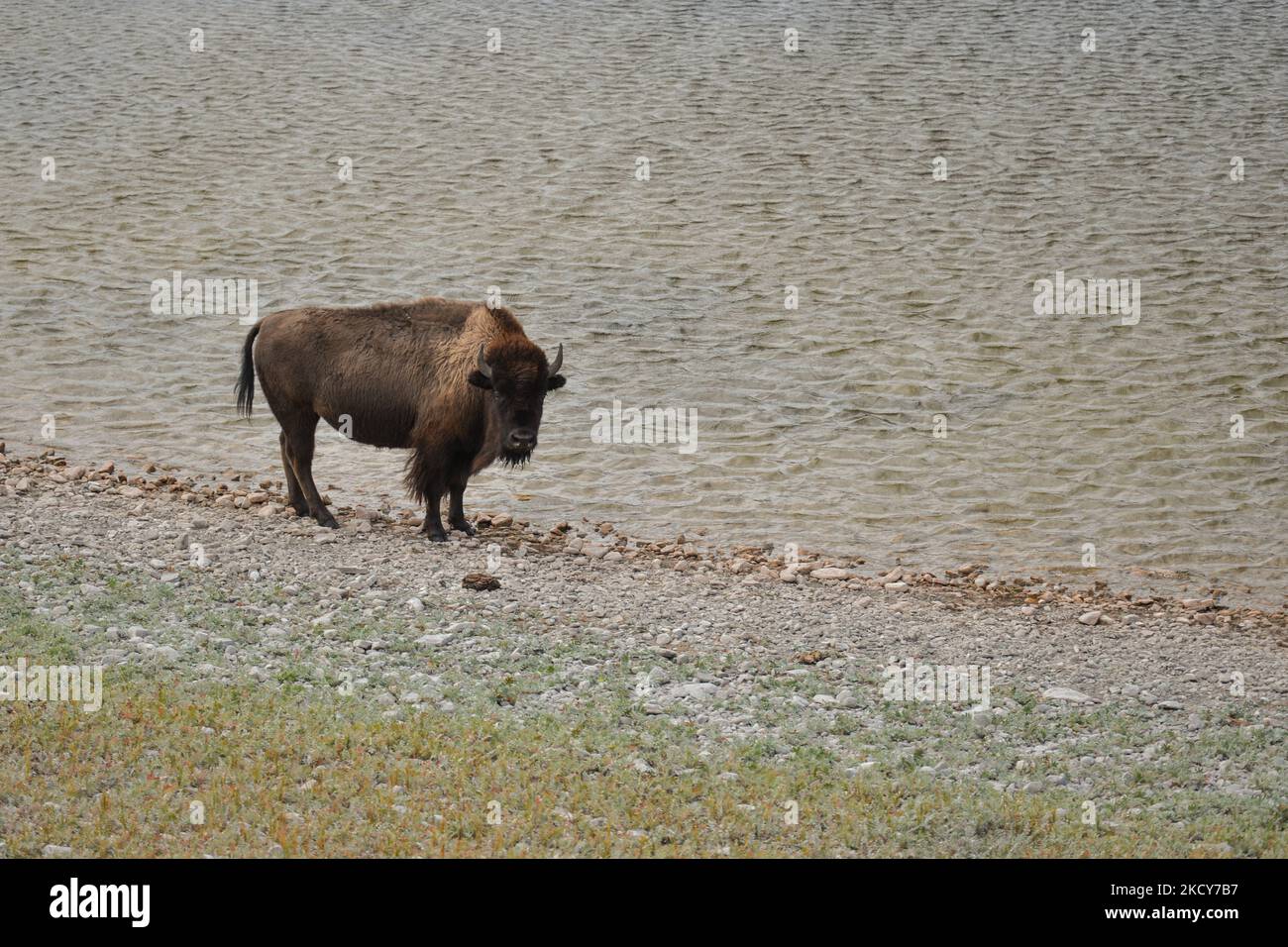 A plain bison inside the Bison Paddock Loop Road, Waterton Lakes ...