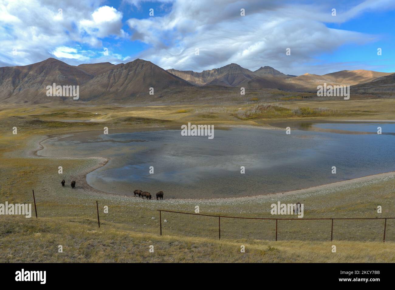 Bison paddock loop road hi-res stock photography and images - Alamy