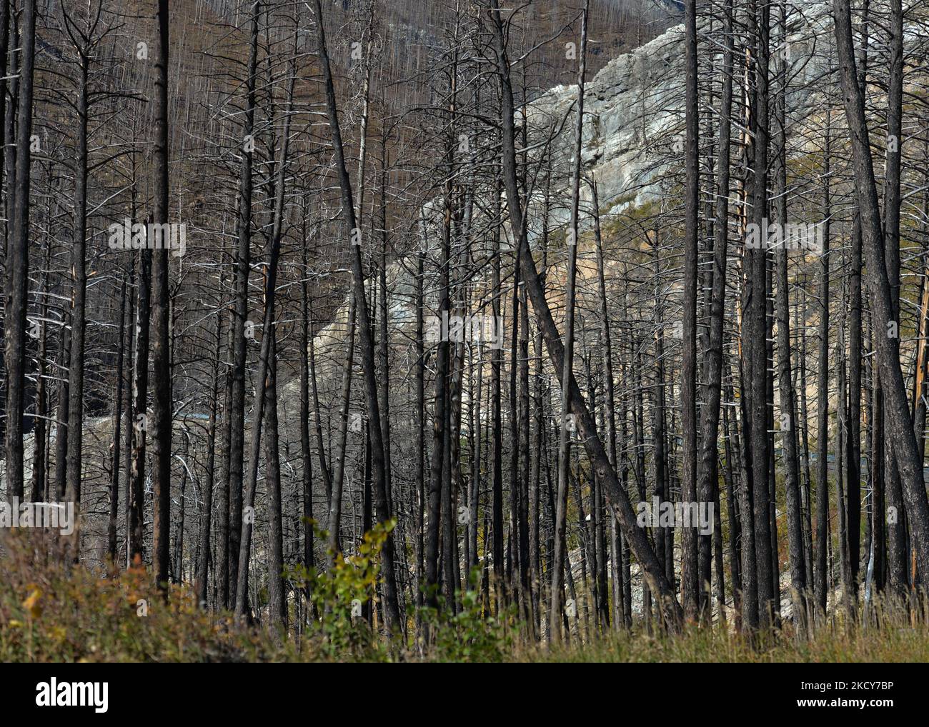The burned forest of the Akamina Highway, Waterton Lakes National Park ...