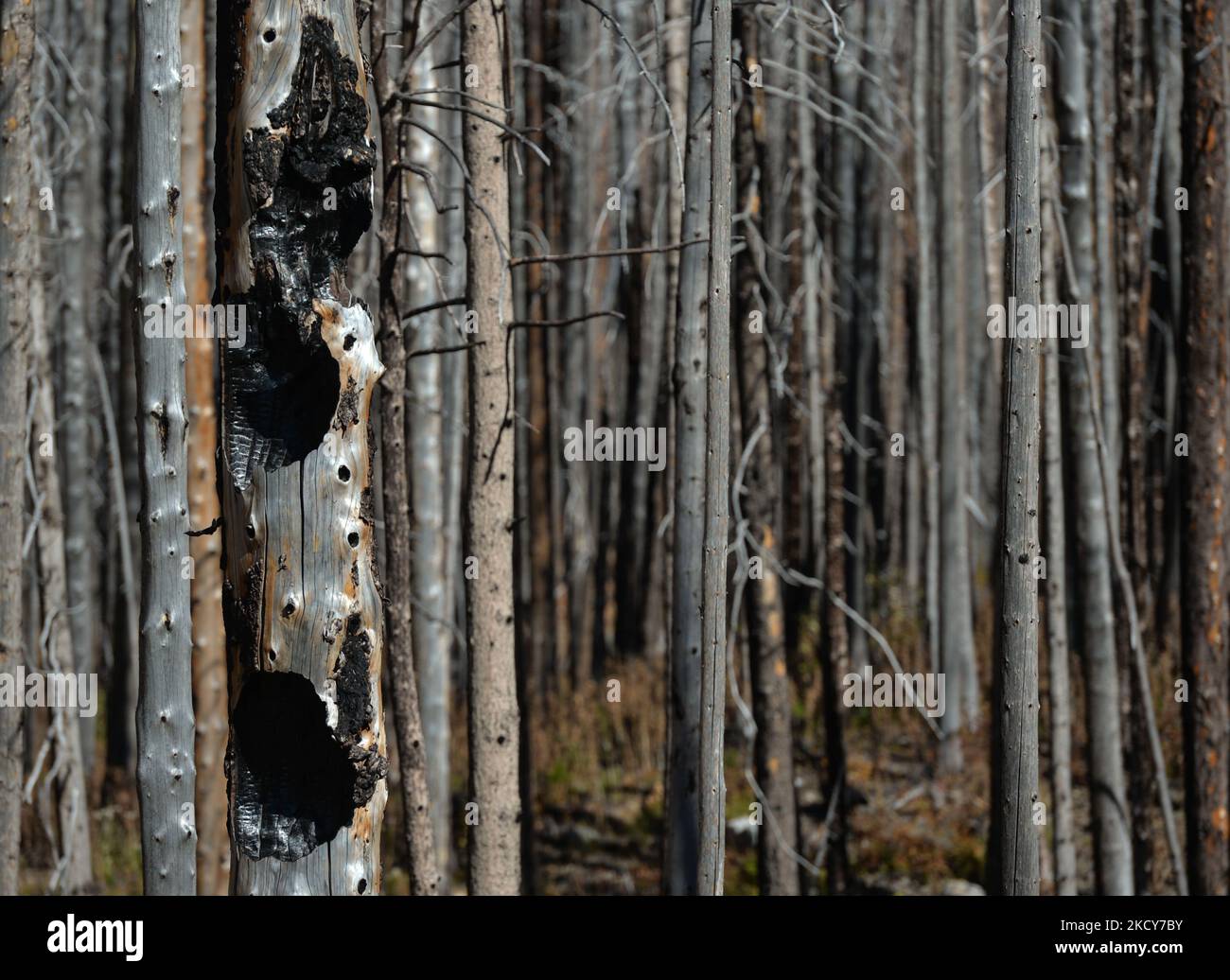 The burned forest of the Akamina Highway, Waterton Lakes National Park ...