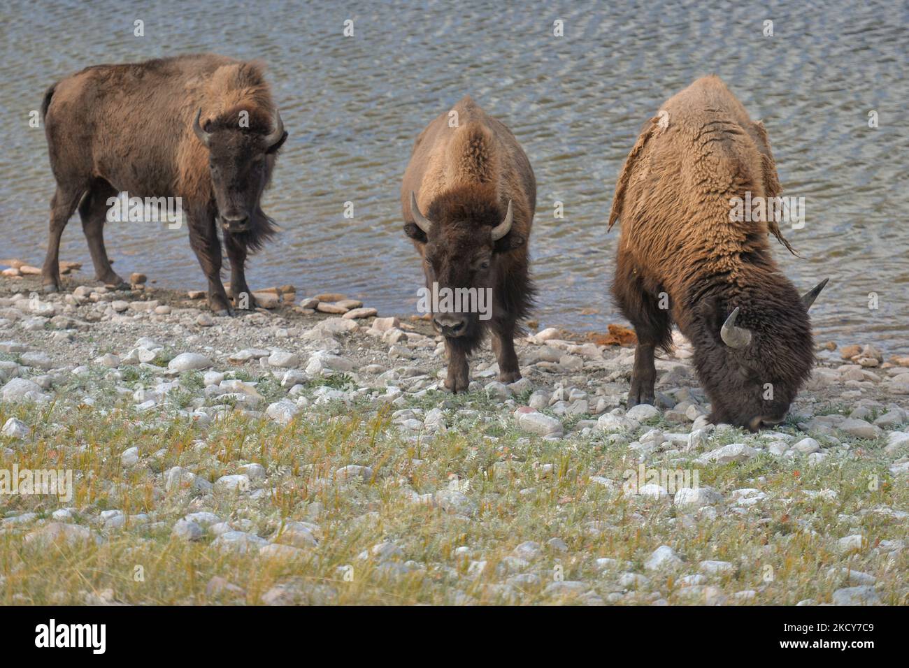 Bison paddock loop road hi-res stock photography and images - Alamy