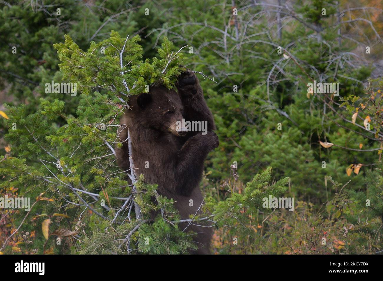 American black bear rubbing against a tree seen at Waterton Lakes ...