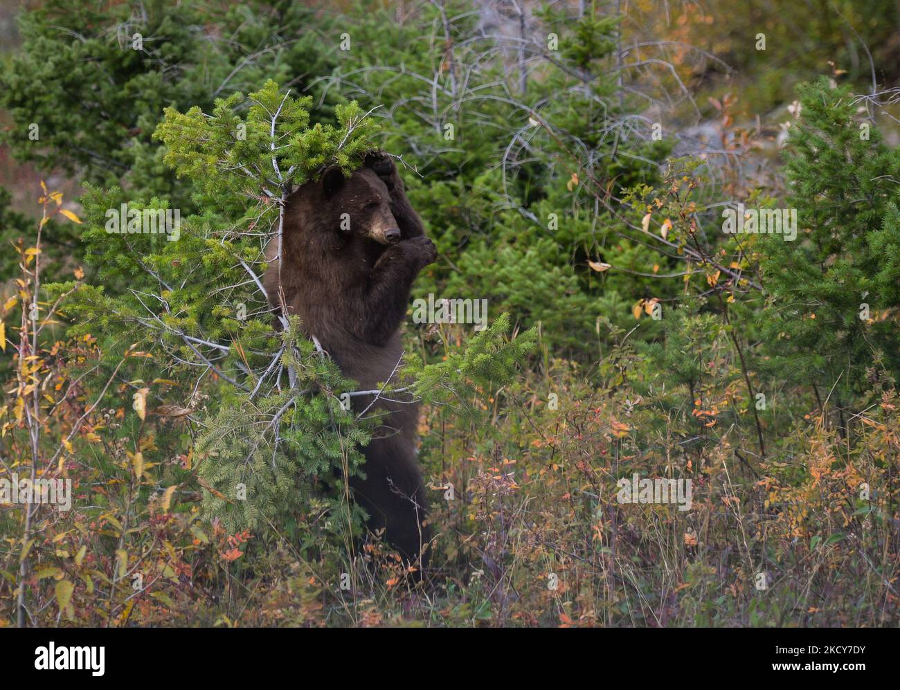 American black bear rubbing against a tree seen at Waterton Lakes ...