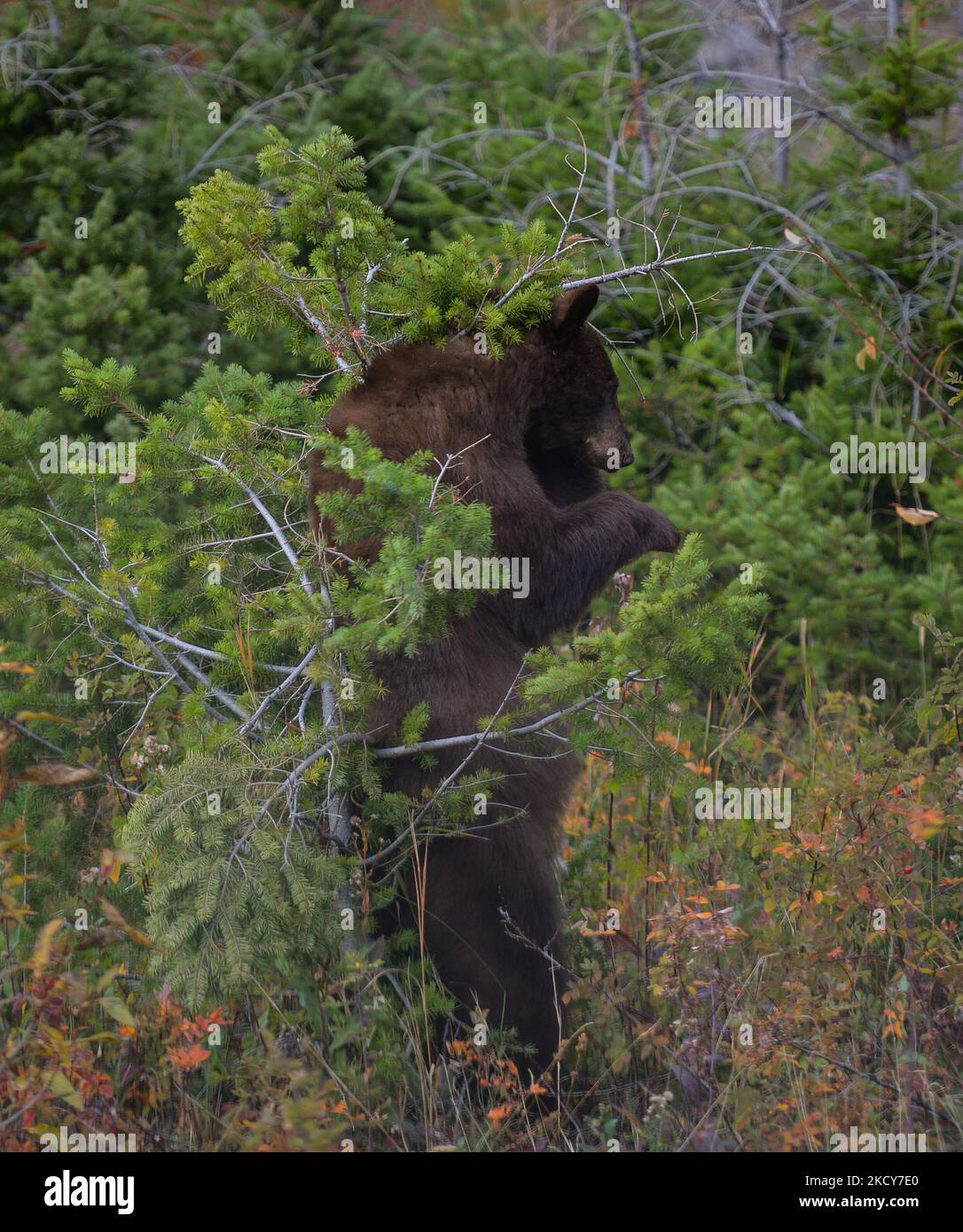 American black bear rubbing against a tree seen at Waterton Lakes ...
