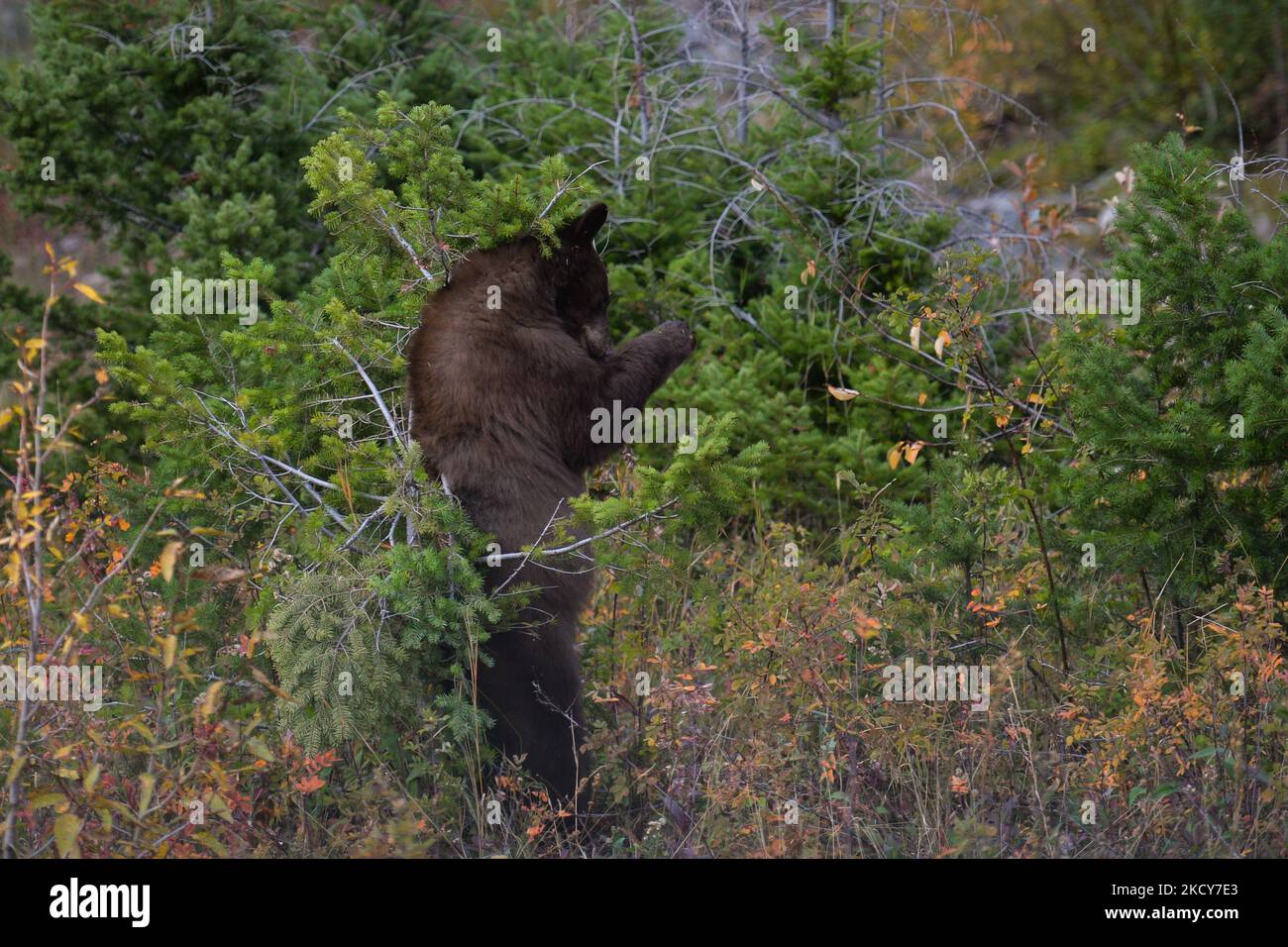 American black bear rubbing against a tree seen at Waterton Lakes ...
