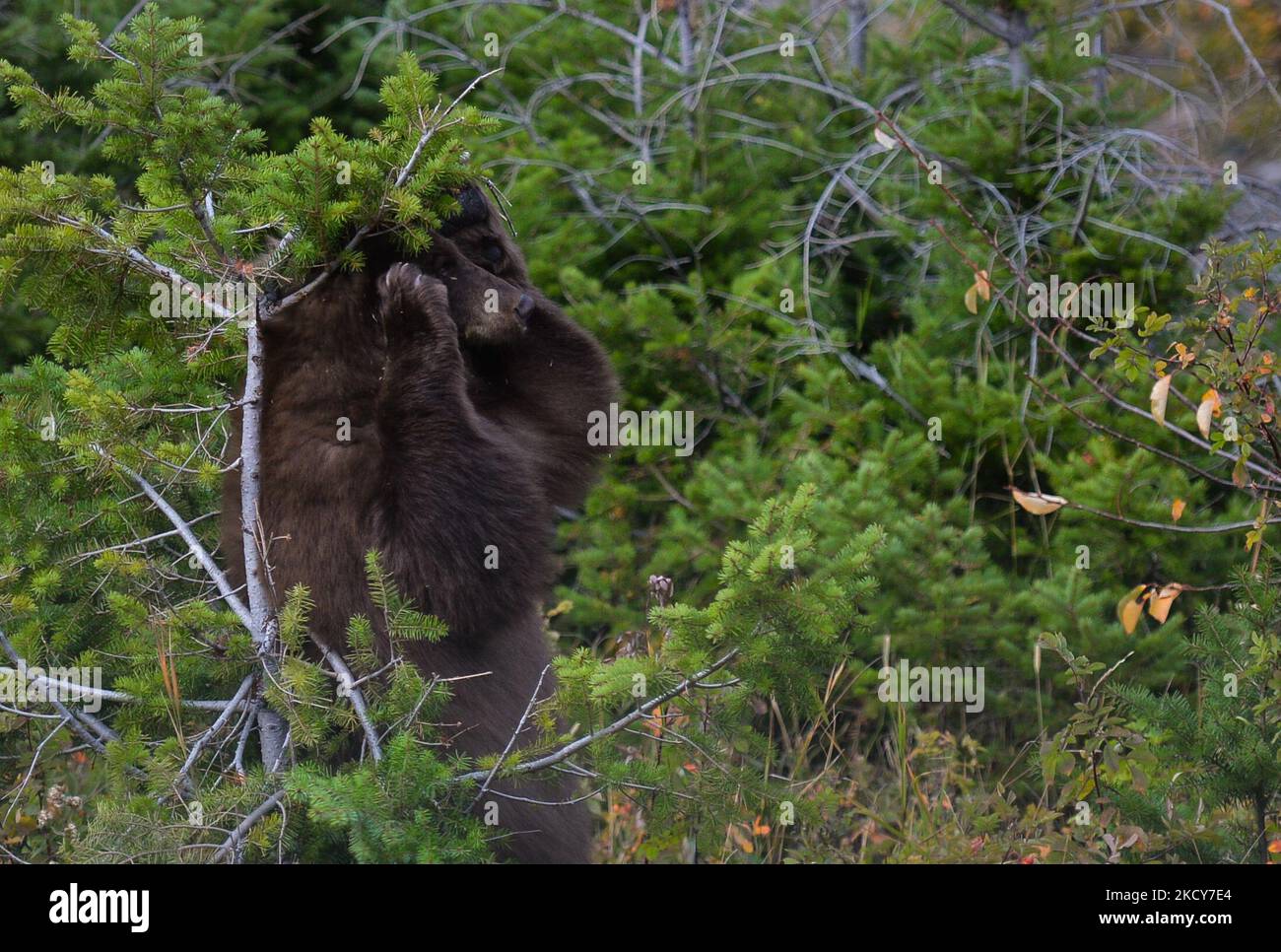 American black bear rubbing against a tree seen at Waterton Lakes ...