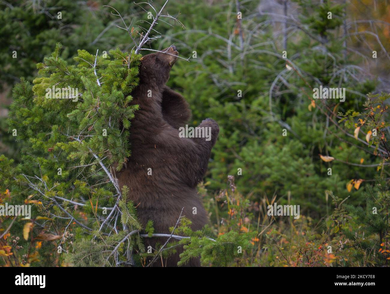 American black bear rubbing against a tree seen at Waterton Lakes ...