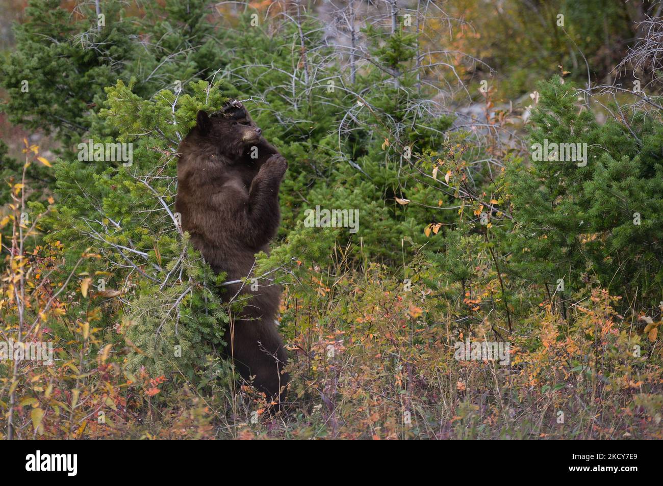 American black bear rubbing against a tree seen at Waterton Lakes ...