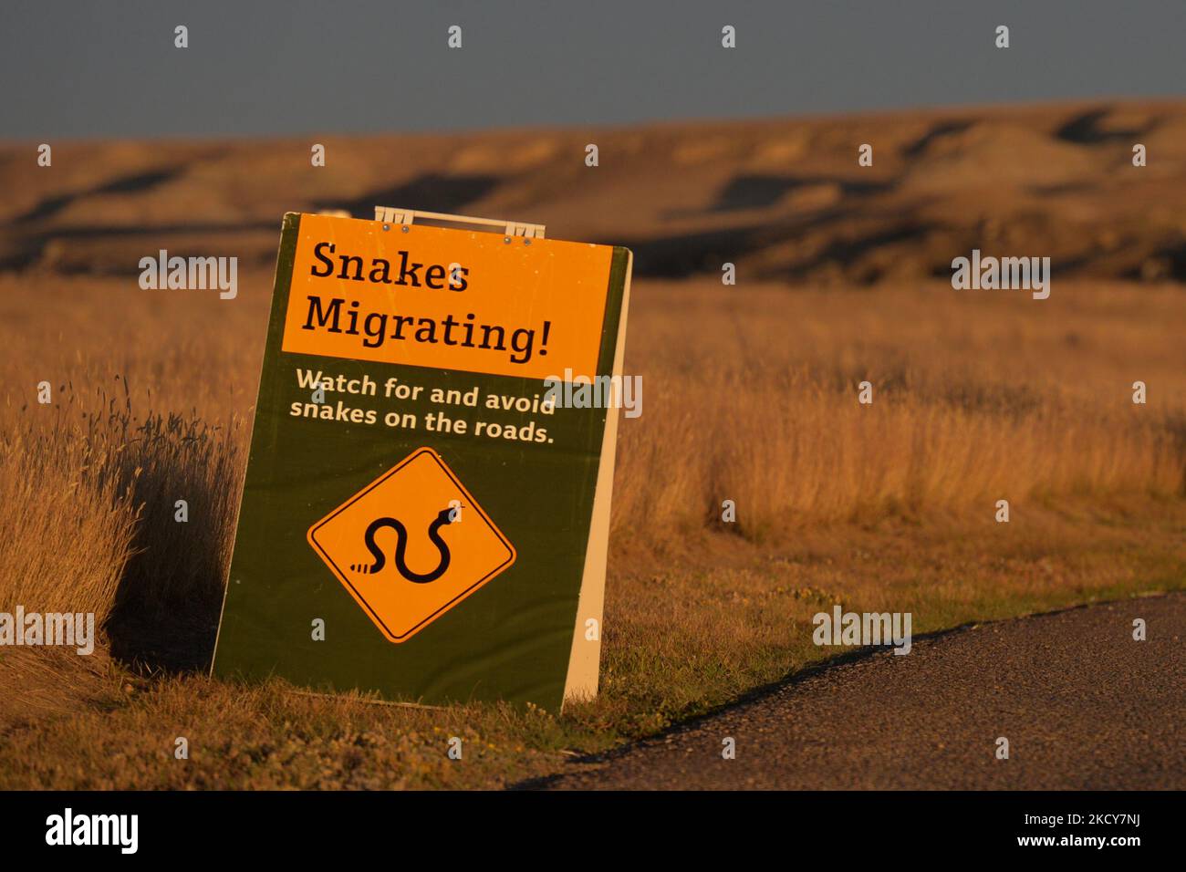 Snakes migrating hi-res stock photography and images - Alamy