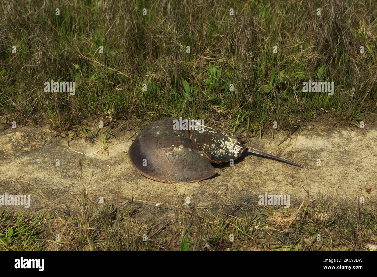 A dead horseshoe crab shell covered in barnacles on a beach in ...