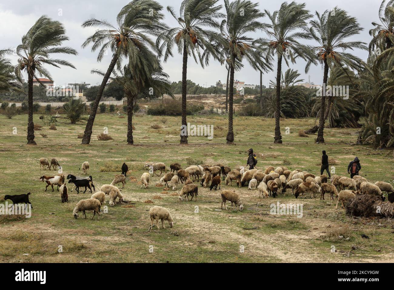 Palestinian shepherds herd their flock of sheeps at a land during ...