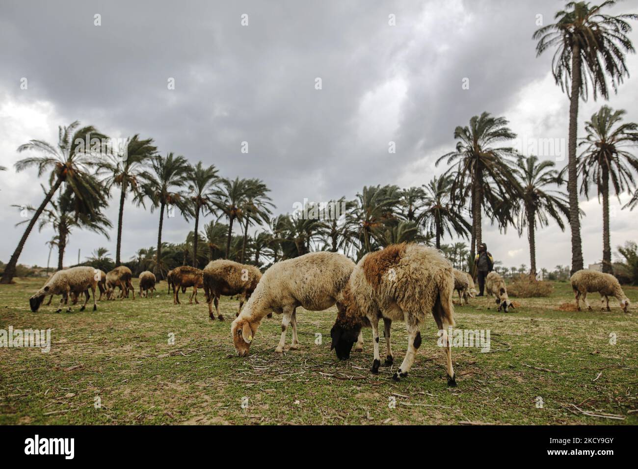 Flock of sheeps at a field during stormy weather in Nuseirat refugee ...