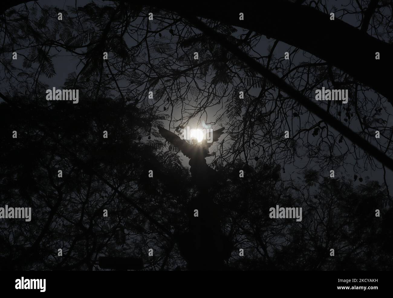 A backlit view of the Angel of Independence between branches in Mexico ...