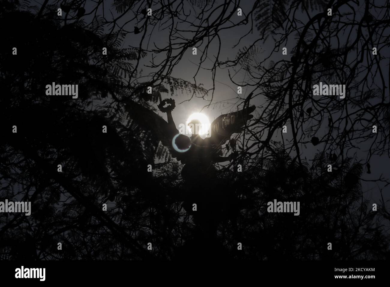 A backlit view of the Angel of Independence between branches in Mexico ...