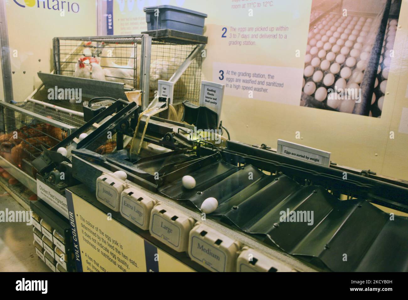 Egg sorting machine is displayed at rural fair to promote egg farming ...