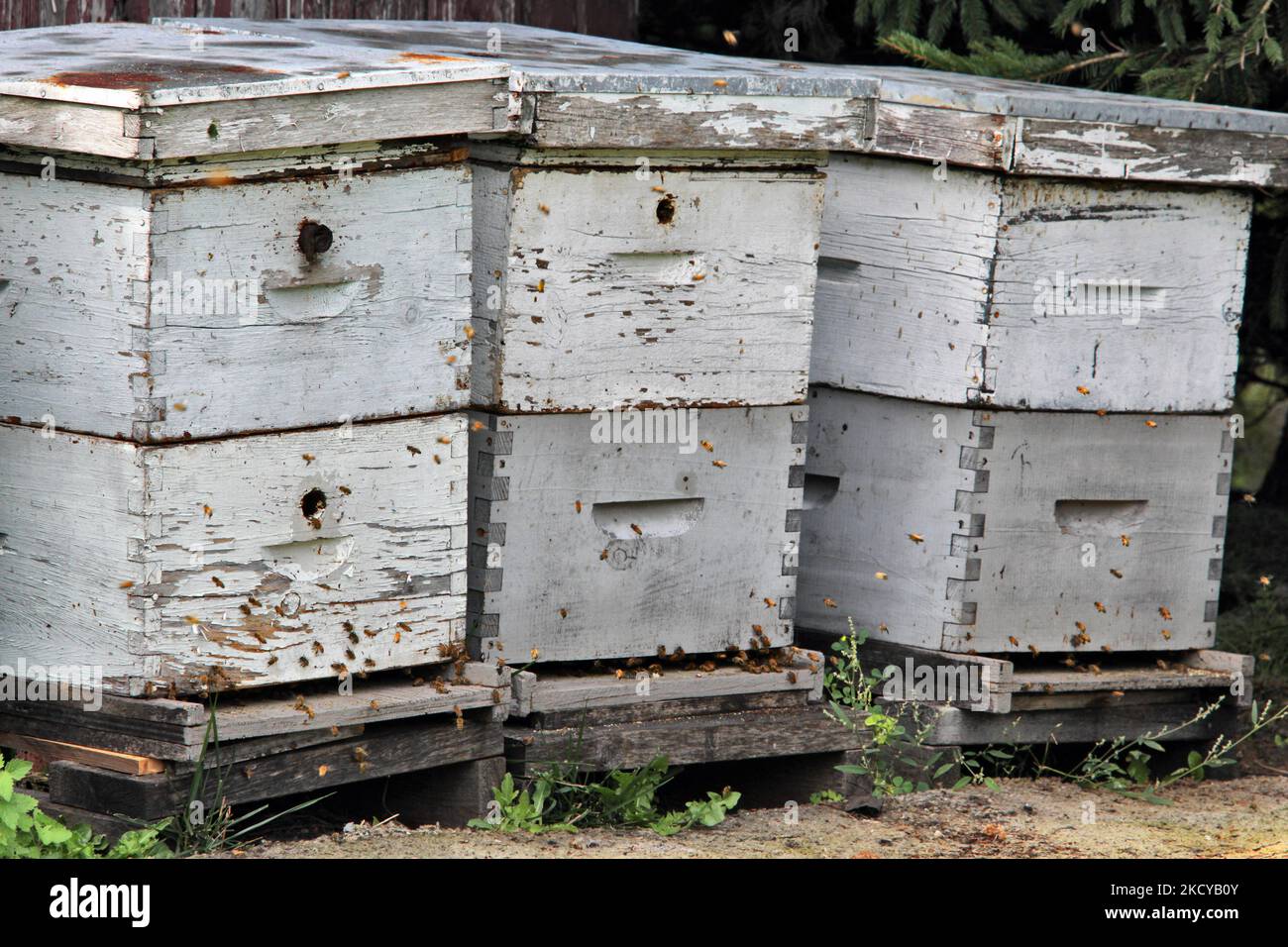 Honeybees in bee boxes at a beekeepers honey farm in Ontario, Canada ...