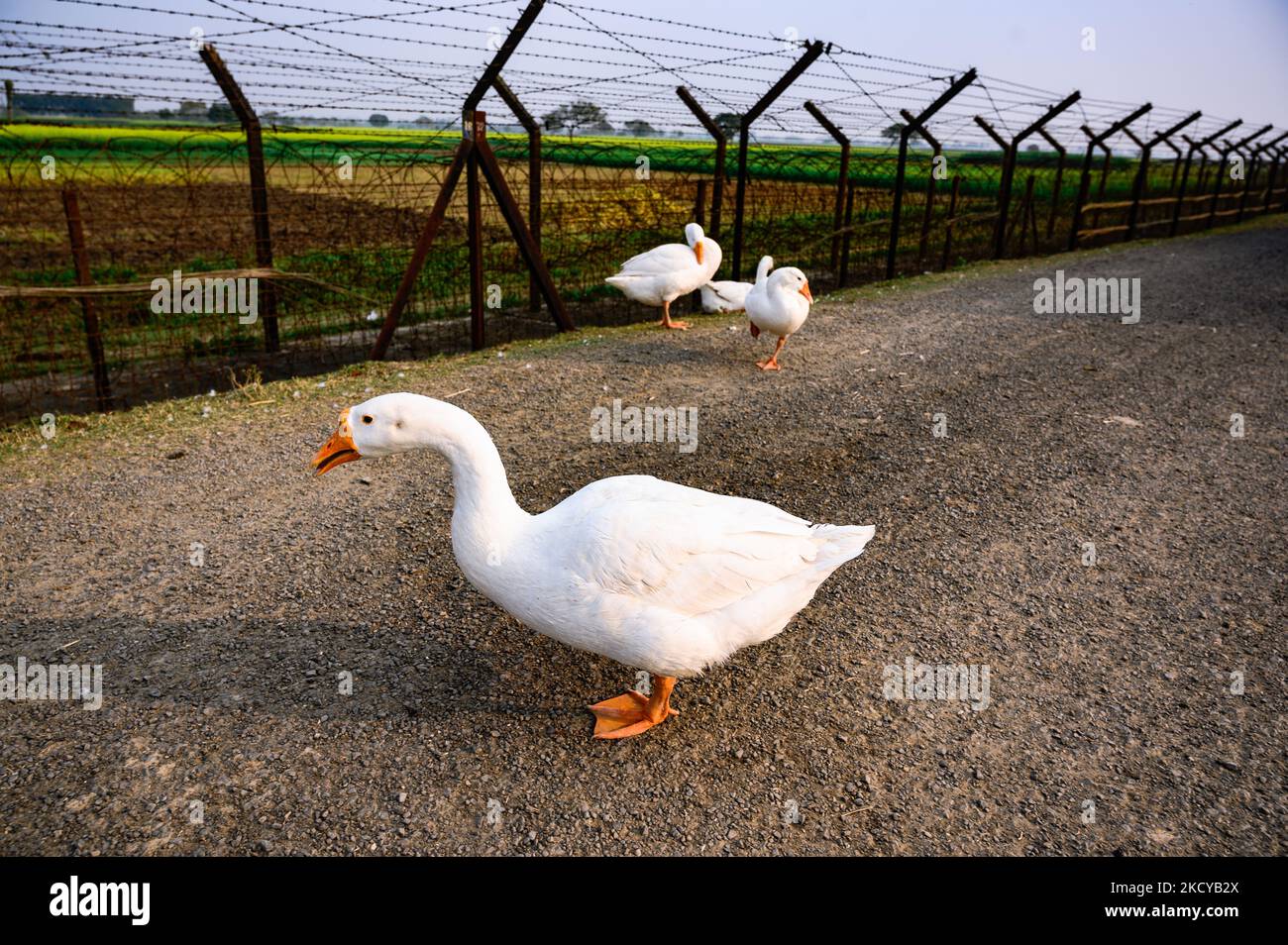 Border security force hi-res stock photography and images - Alamy