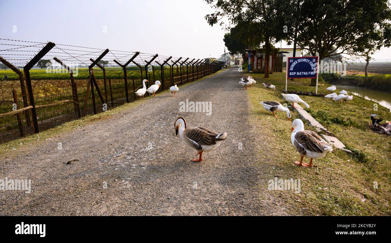 The Geese (goose) birds are come to swim and sunbathe on the edge of a ...