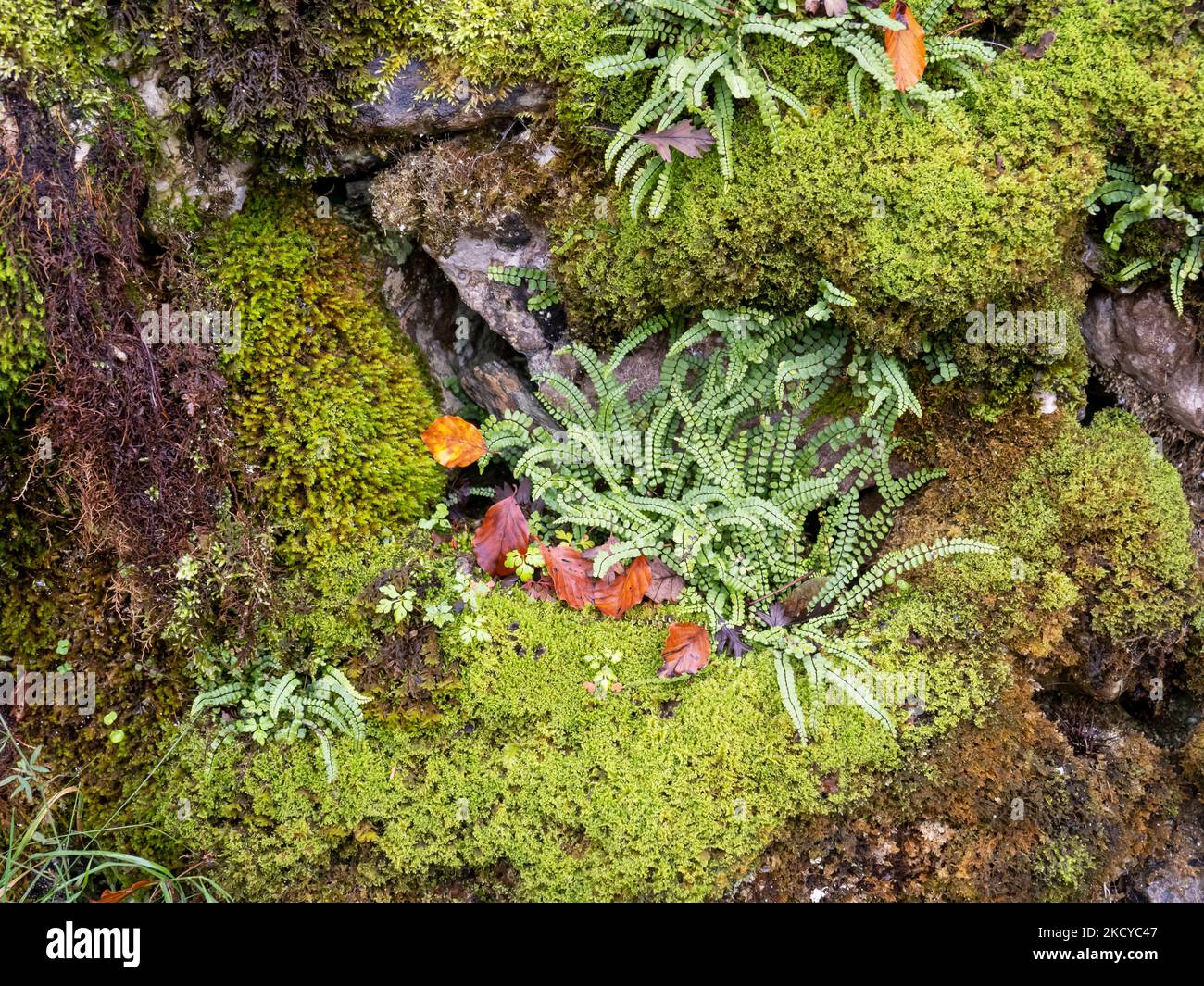 Ferns and mosses growing on a wall in Grange over Sands, Cumbria, UK ...