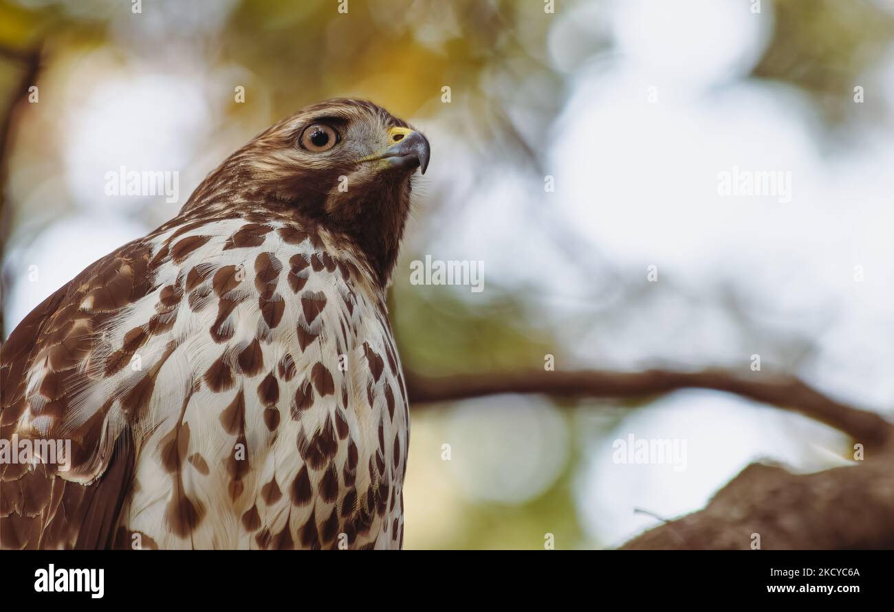 Cooper's hawk (Accipiter Cooperii) close up with bright highlights ...