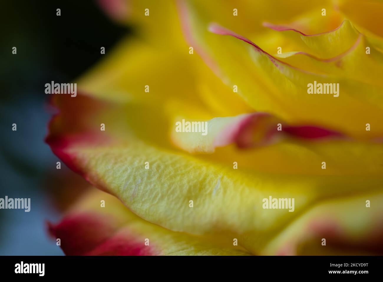 Deep yellow petal tips hi-res stock photography and images - Alamy