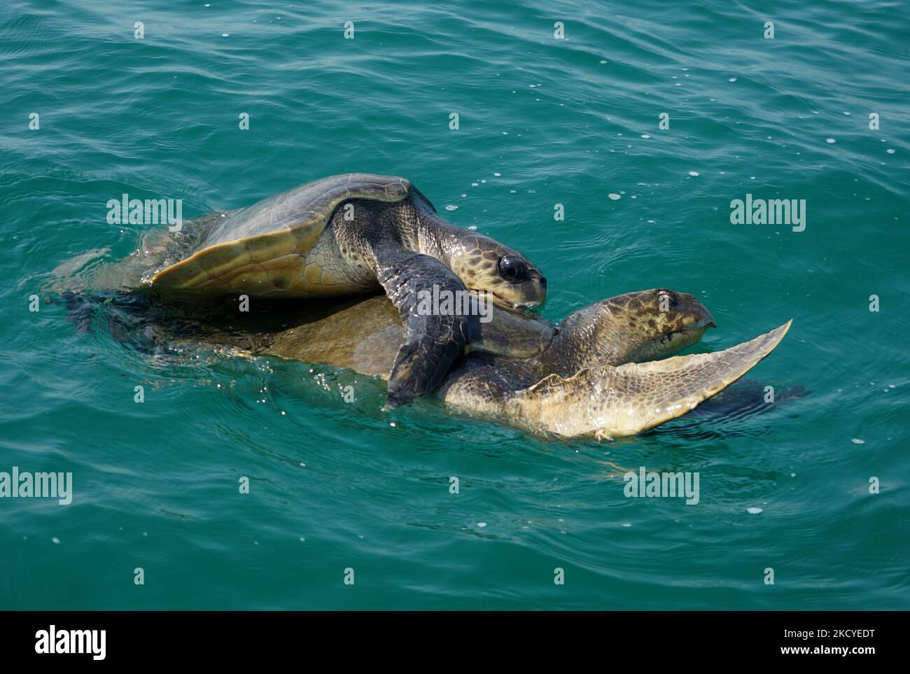A pair of Olive Ridley turtles matt inside the Bay of Bengal Sea just ...