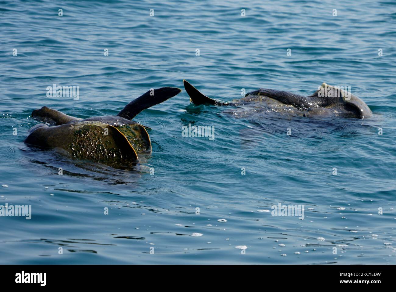 A pair of Olive Ridley turtles matt inside the Bay of Bengal Sea just ...
